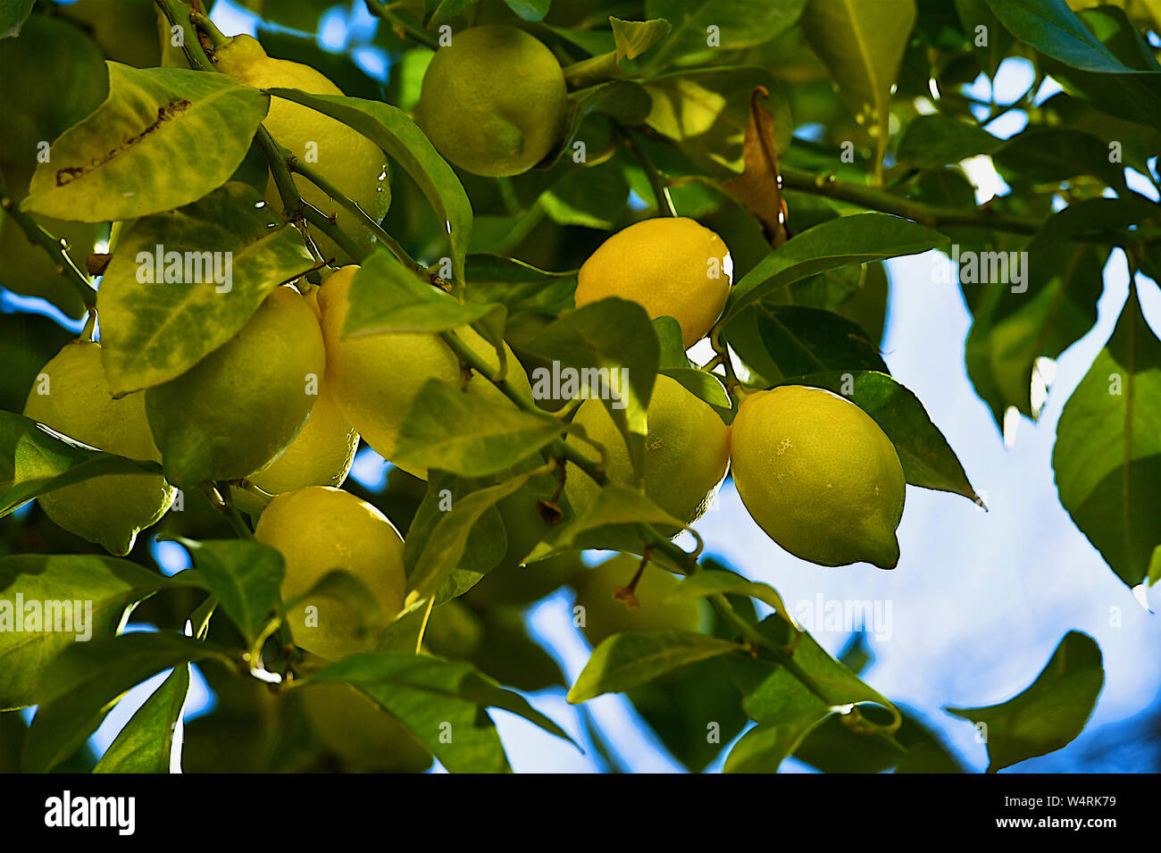 Lemons on branches of tree, Granada, Andalusia, Spain Stock Photo - Alamy