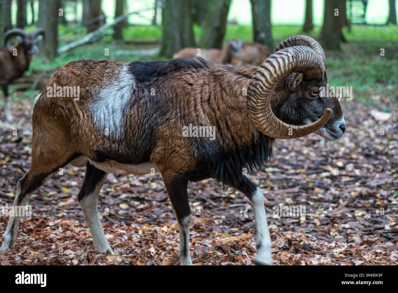 The European mouflon, Ovis orientalis musimon is the westernmost and ...