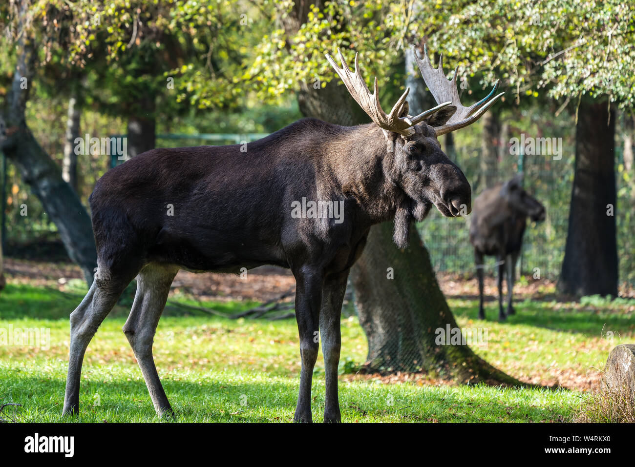 European Moose, Alces alces, also known as the elk. Wild life animal ...