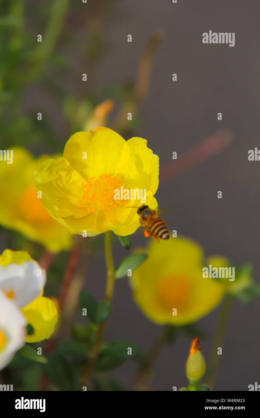 Indian honey bee hi-res stock photography and images - Alamy