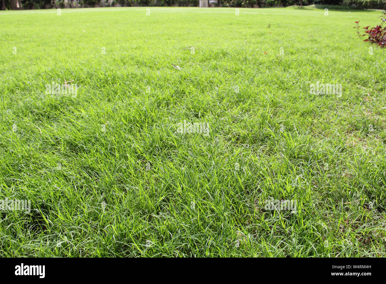 Fullframe of lawn grass Stock Photo - Alamy