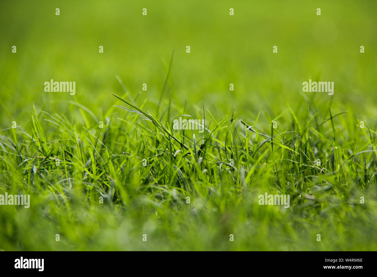 Full frame of green grass Stock Photo - Alamy