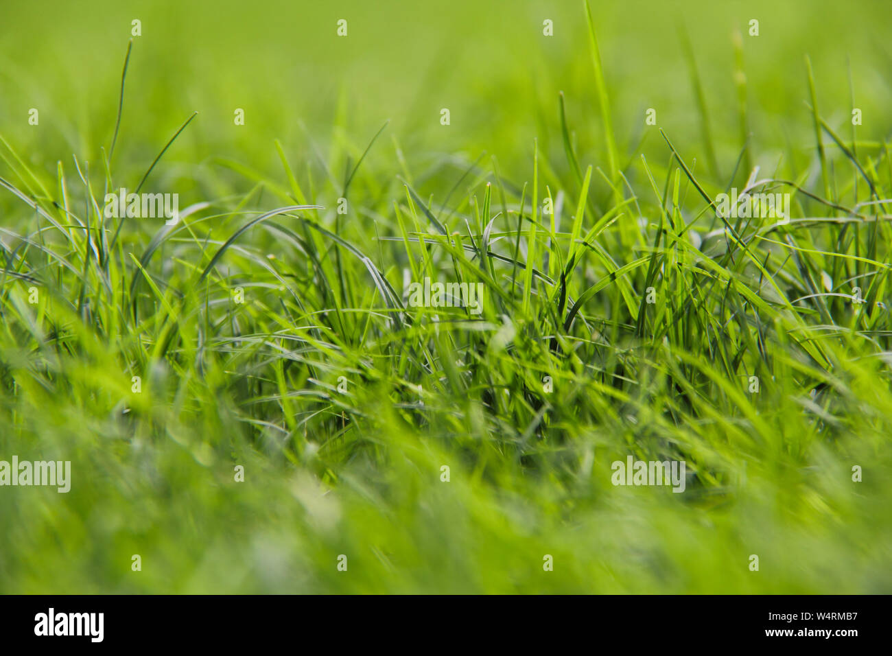 Full frame of green grass Stock Photo - Alamy
