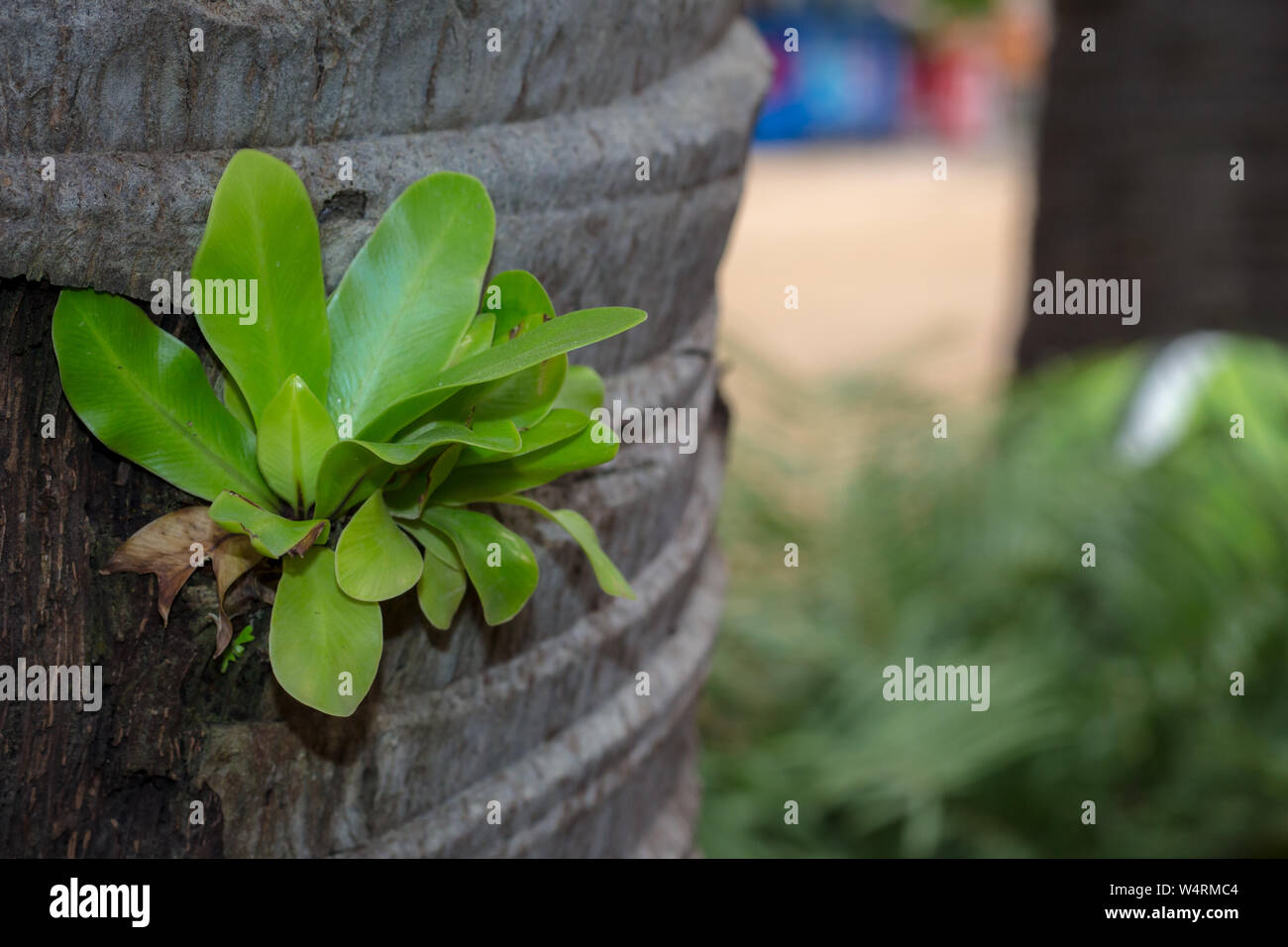 Parasitic plant with living on a tree Stock Photo - Alamy