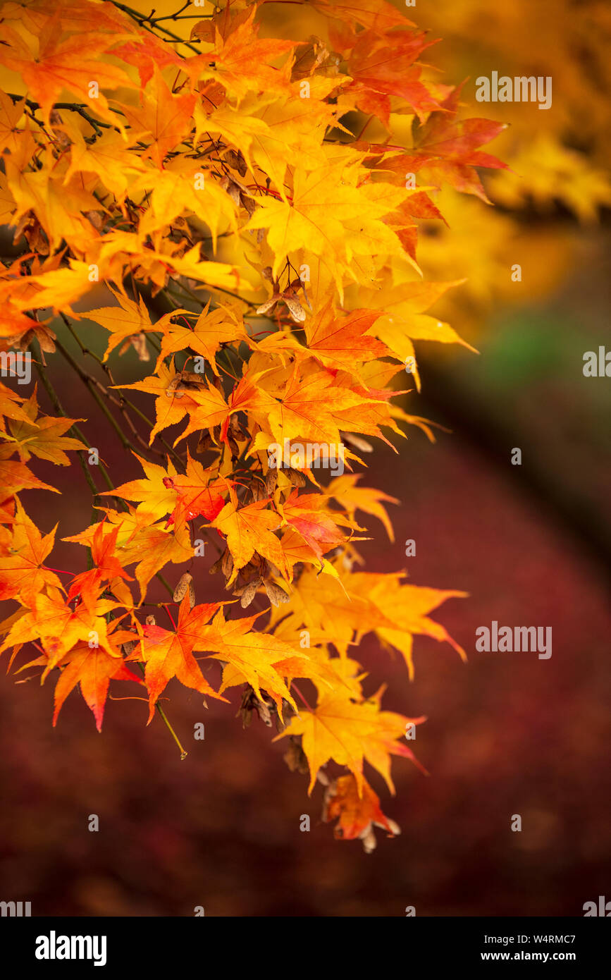 Stunning colorful vibrant red and yellow Japanese Maple trees in Autumn Fall forest woodland ...