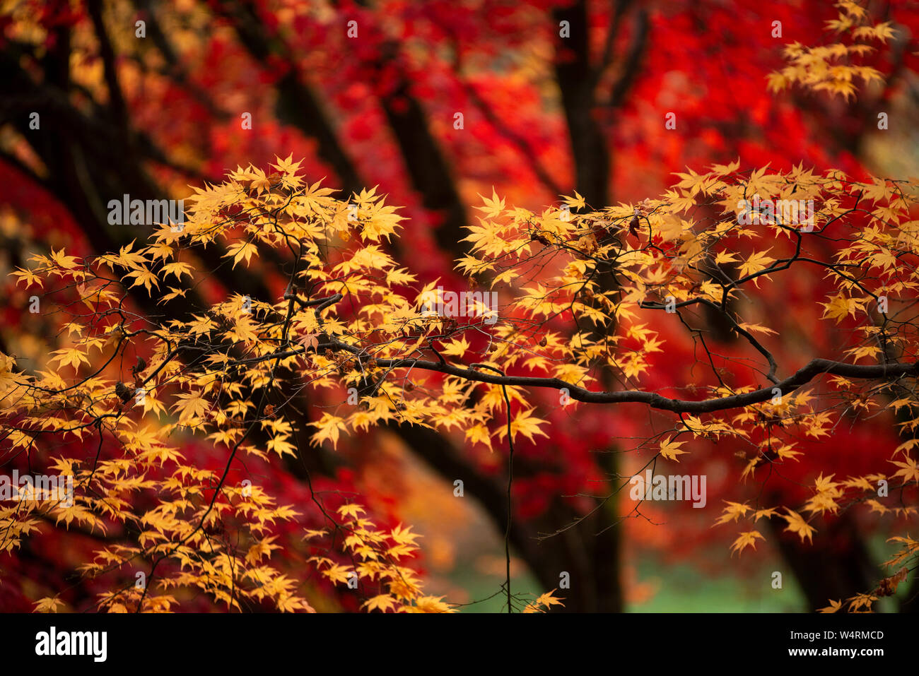 Stunning colorful vibrant red and yellow Japanese Maple trees in Autumn ...