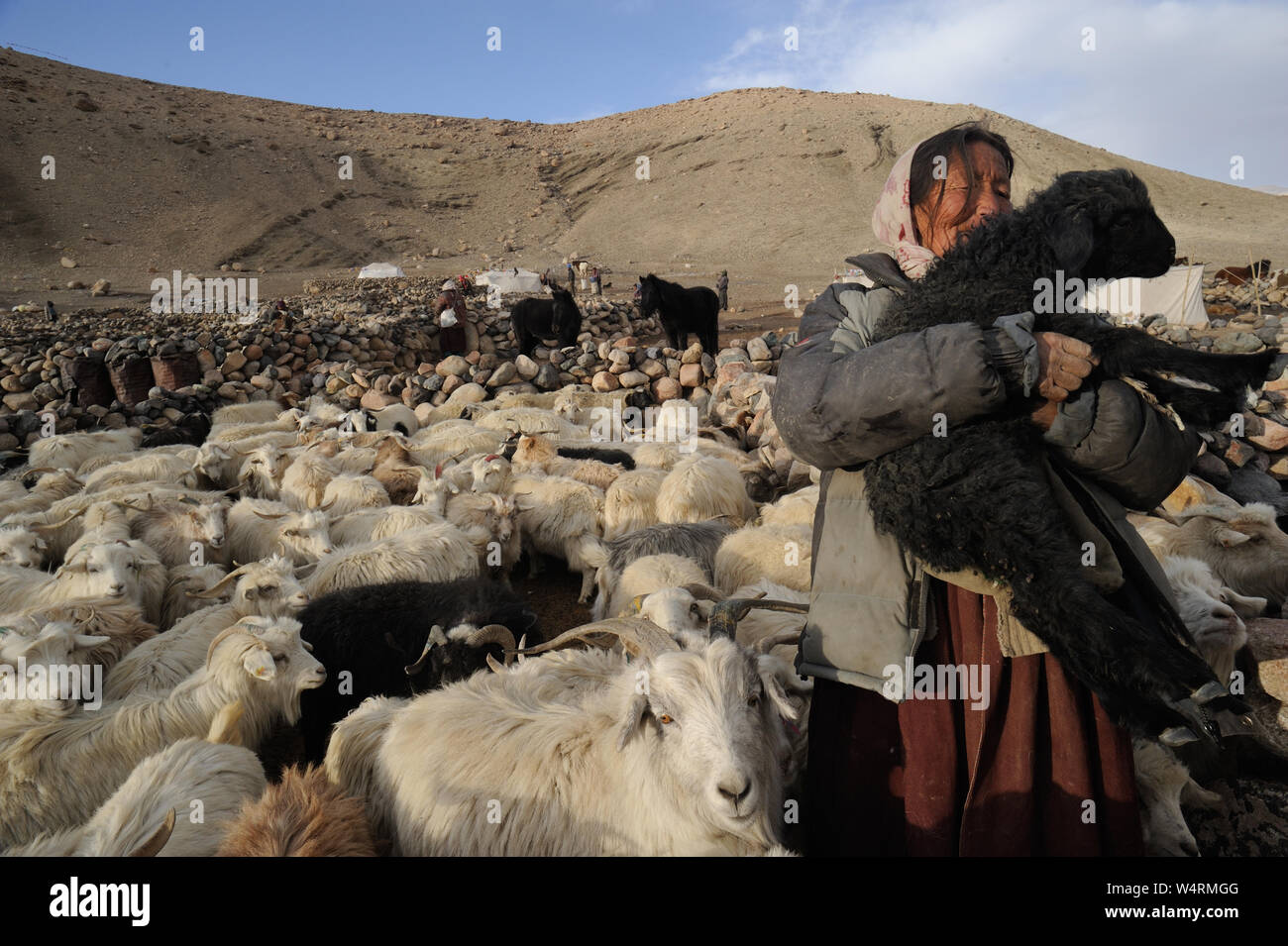 An breed from india hi-res stock photography and images - Alamy