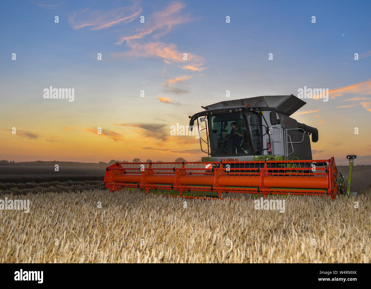 Petersdorf, Germany. 24th July, 2019. At sunset, a combine harvester ...