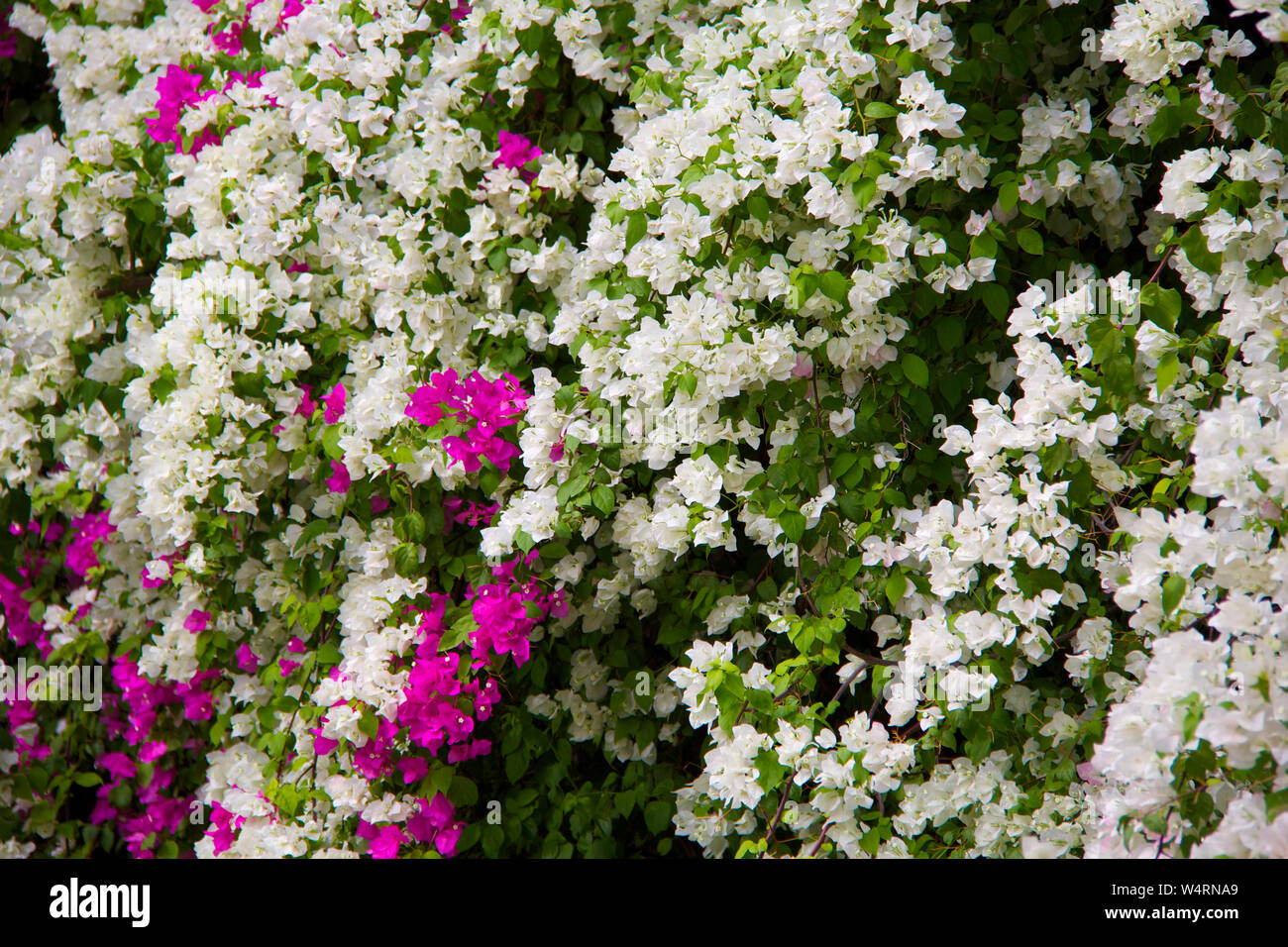 Barbados caribbean spring hi-res stock photography and images - Alamy