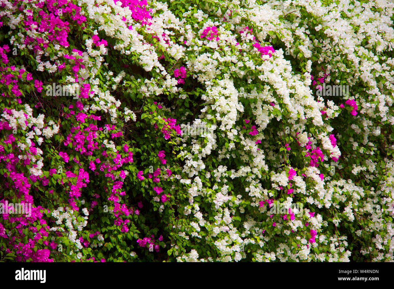 Barbados caribbean spring hi-res stock photography and images - Alamy