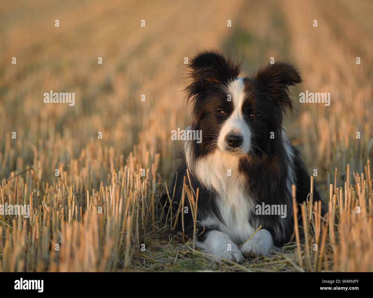 Petersdorf, Germany. 24th July, 2019. A Border Collie lies in the warm ...