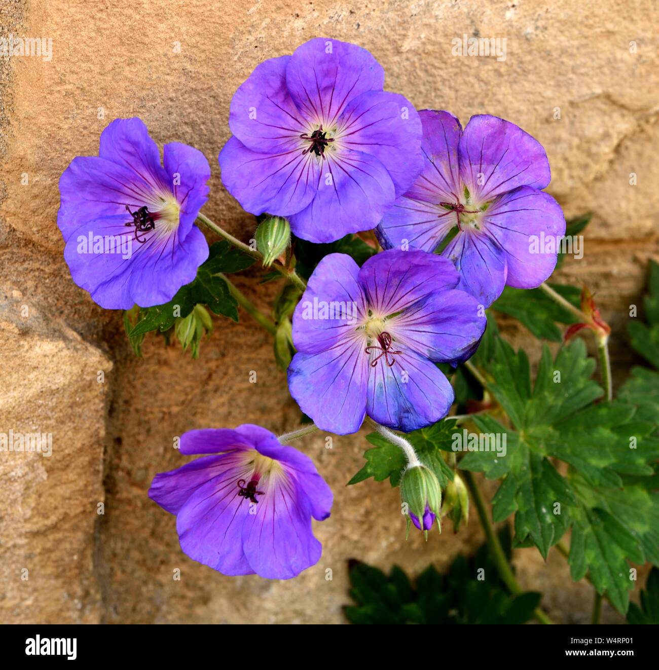 Geranium rozanne garden border hi-res stock photography and images - Alamy