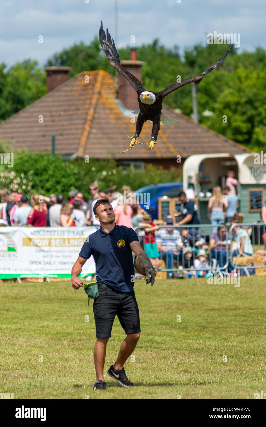 Alaskan, American bald eagle bird of prey in a show at a summer fete ...