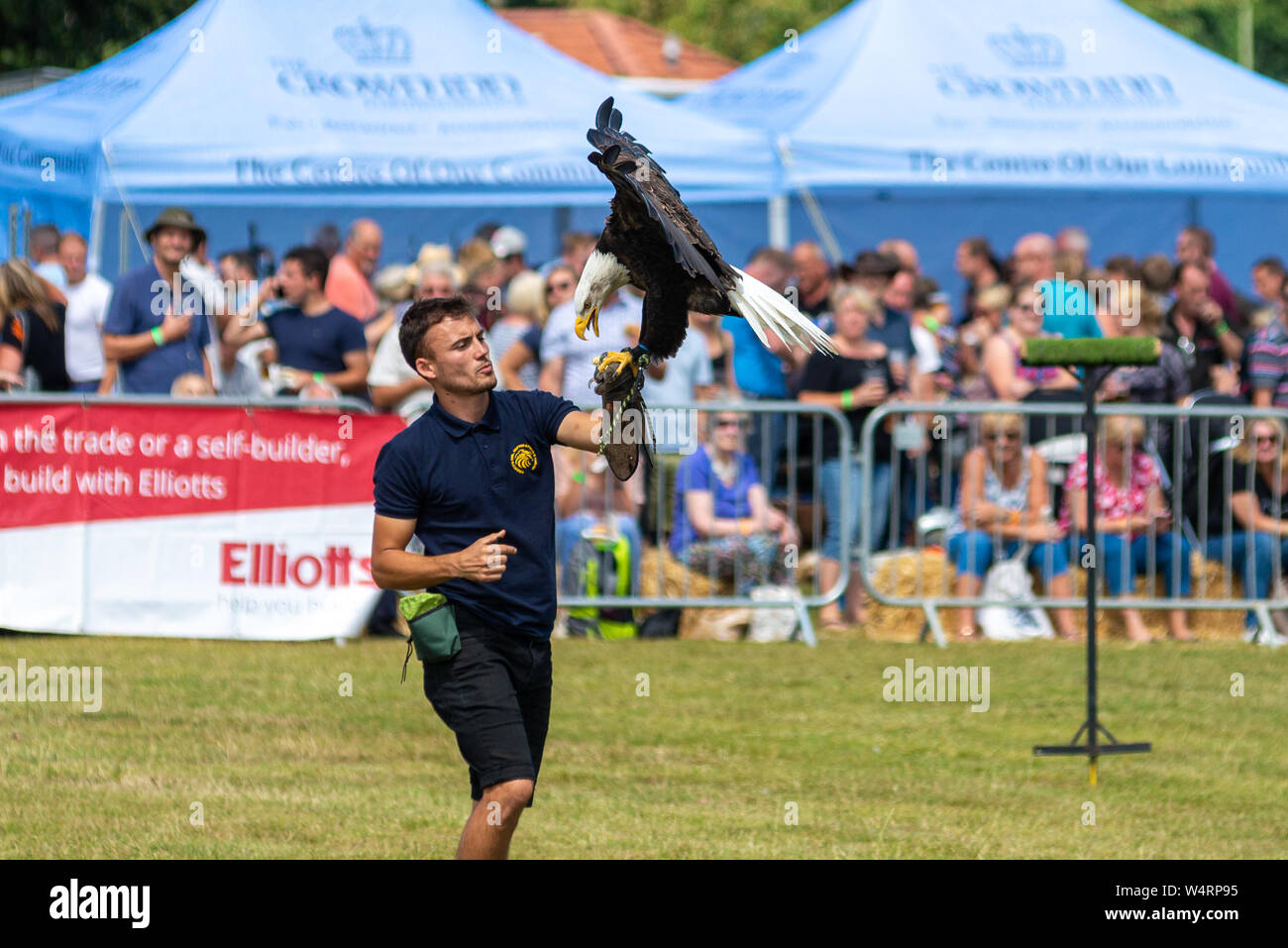 Alaskan, American bald eagle bird of prey in a show at a summer fete ...
