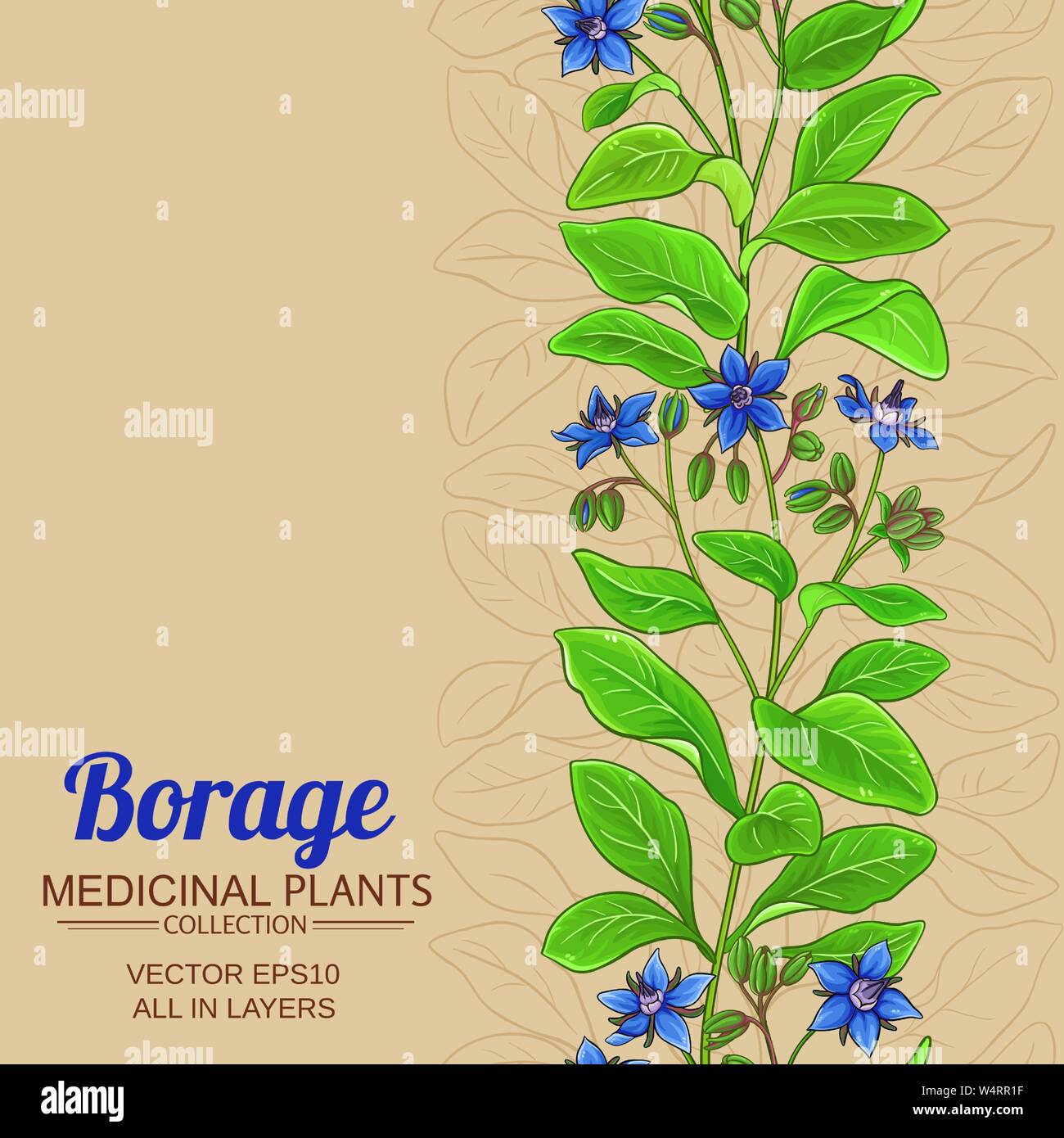 Borage leaf Stock Vector Images - Alamy