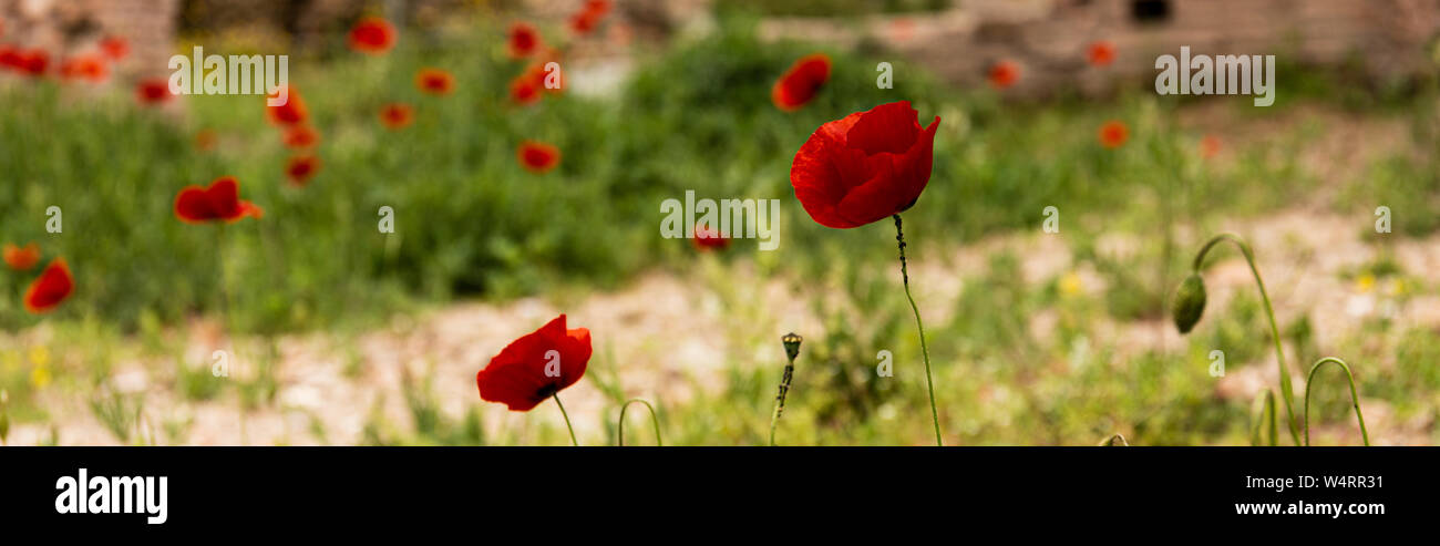 Poppies rome hi-res stock photography and images - Alamy