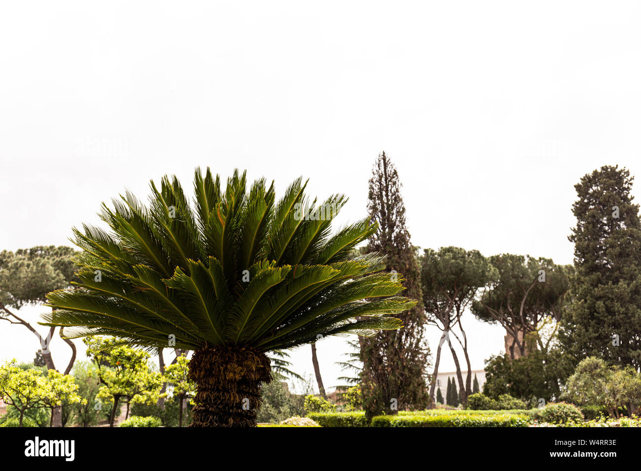 green trees and bushes under sky in rome, italy Stock Photo - Alamy