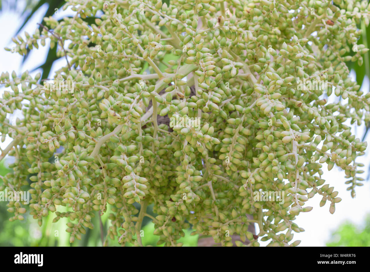 Small betel nut are on the tree Stock Photo - Alamy