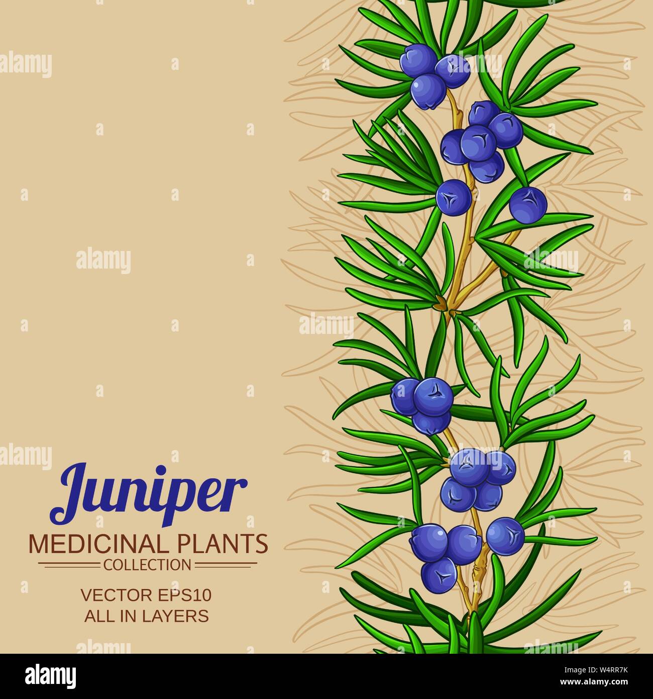 Old illustration juniper tree hi-res stock photography and images - Alamy