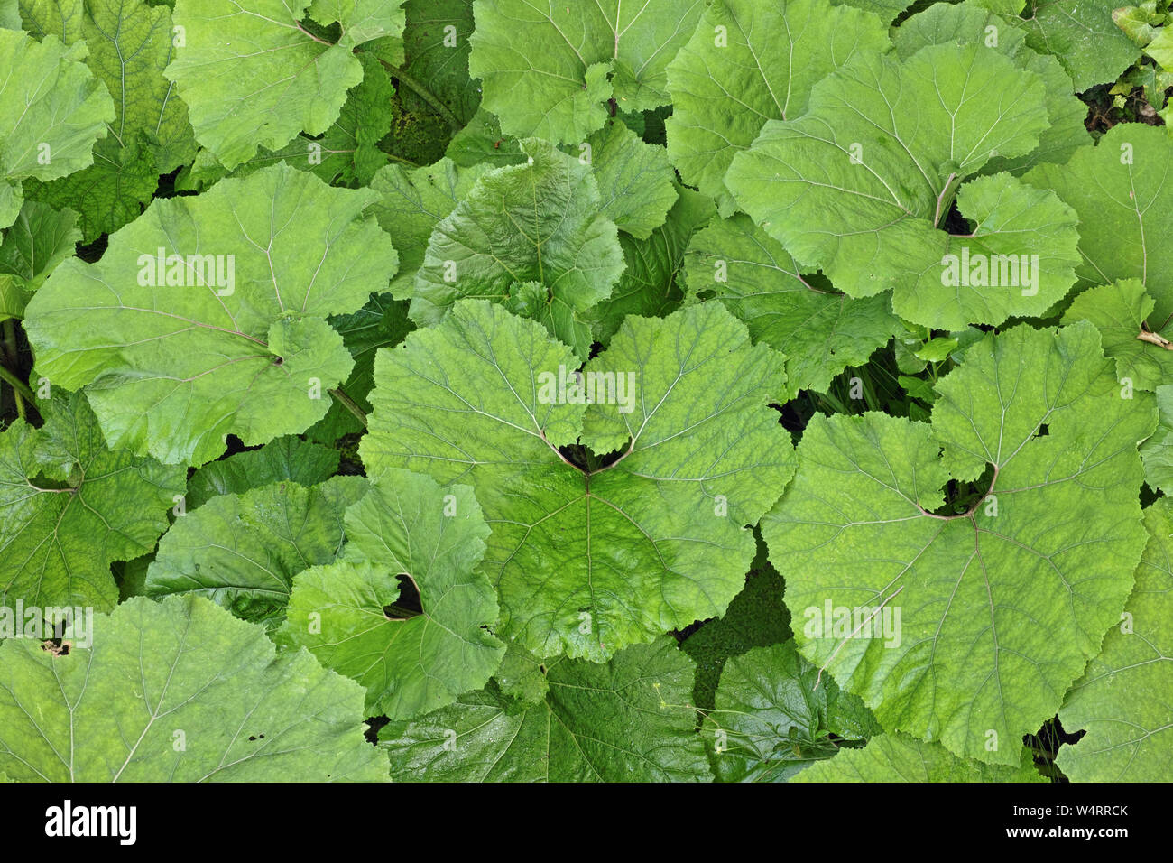 Butterbur plant hi-res stock photography and images - Alamy