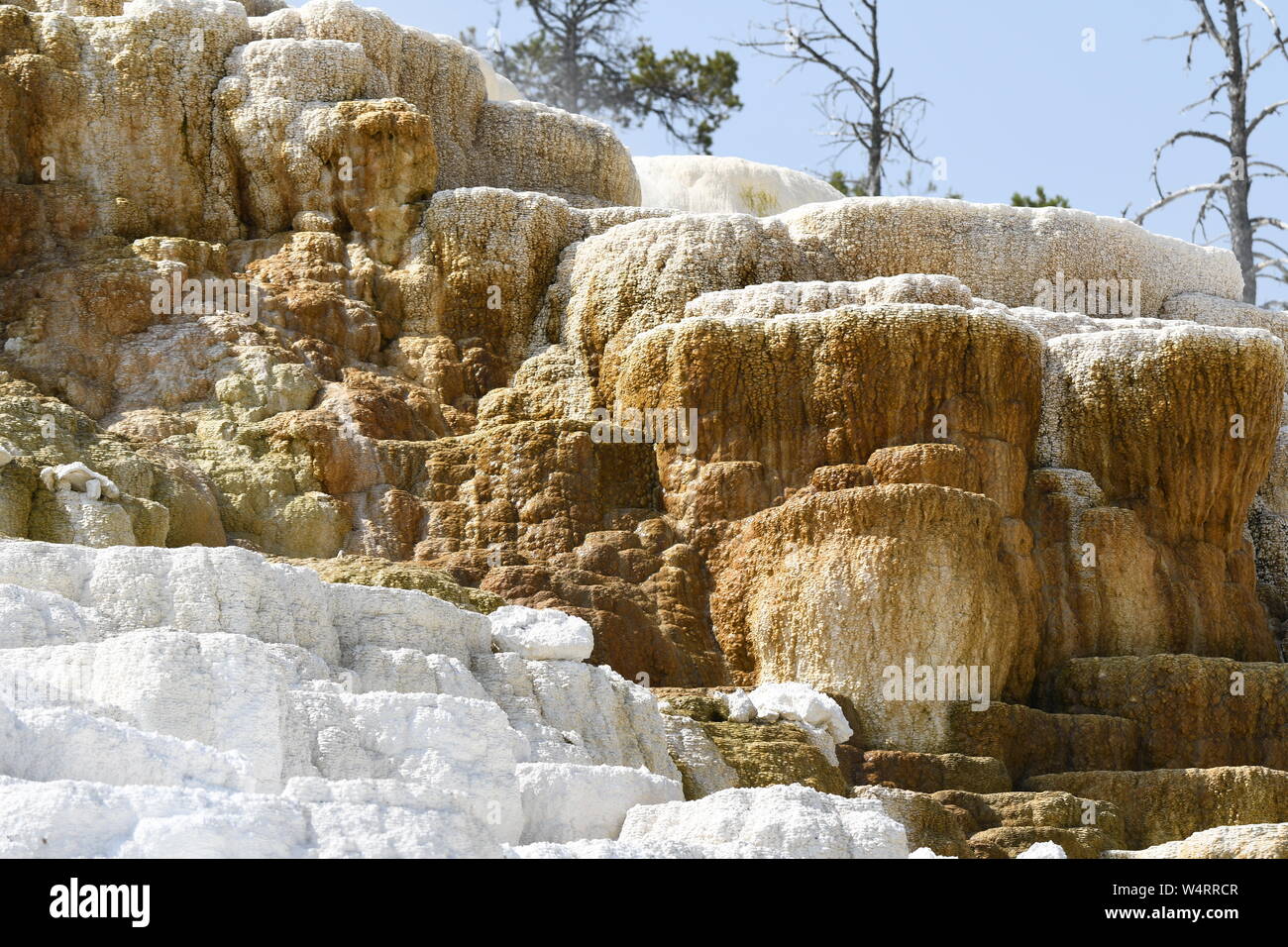 thermal springs and limestone formations at mammoth hot springs in ...