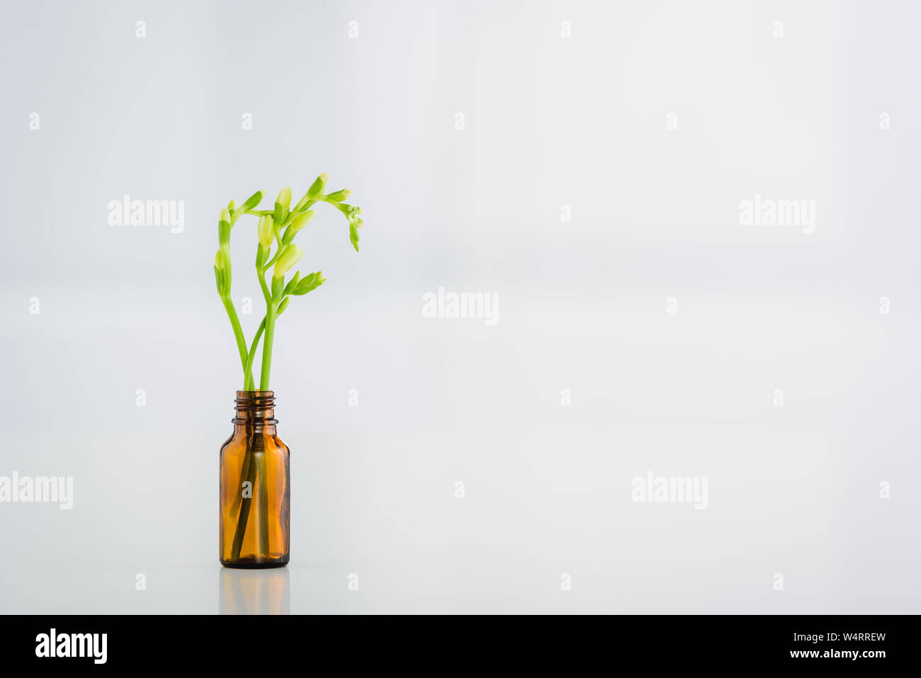 green freesia plant in glass bottle on white background with copy space ...