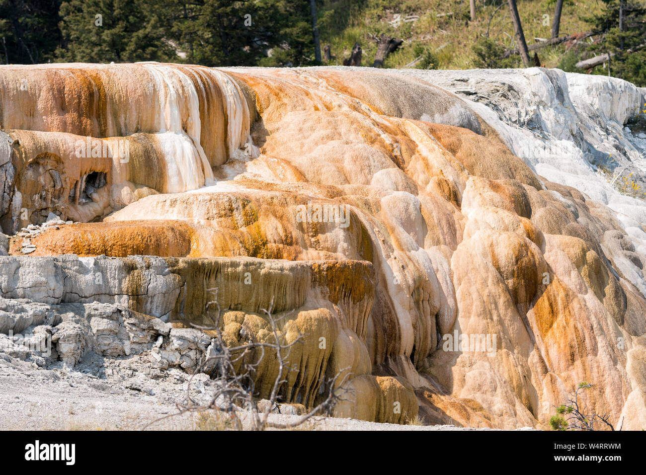thermal springs and limestone formations at mammoth hot springs in ...