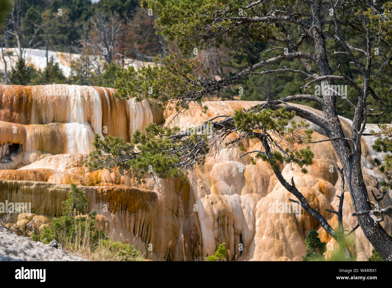 thermal springs and limestone formations at mammoth hot springs in ...