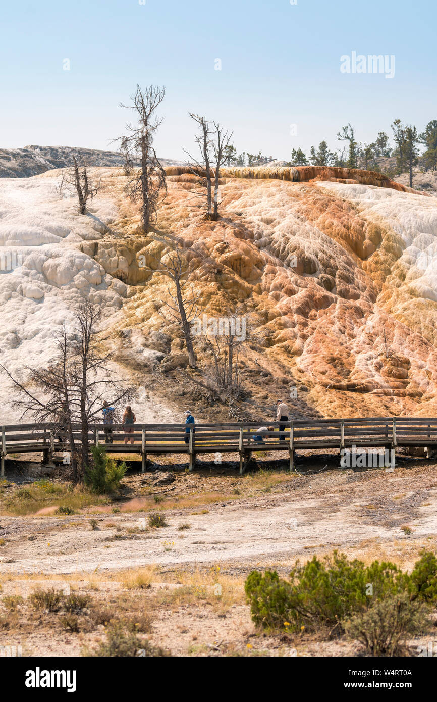 thermal springs and limestone formations at mammoth hot springs in ...