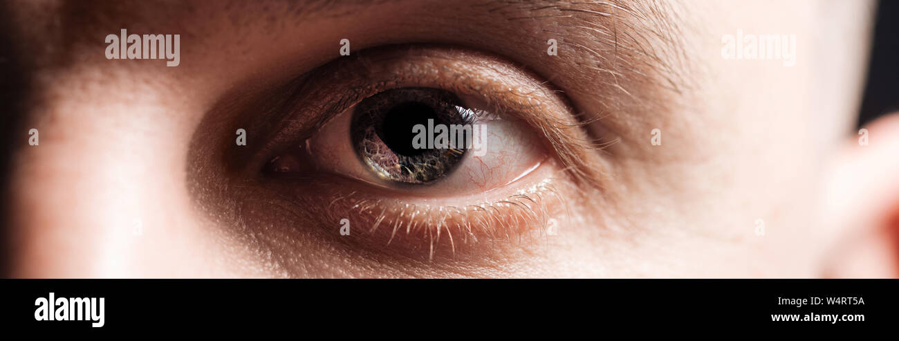 close up view of human grey eye looking at camera, panoramic shot Stock ...