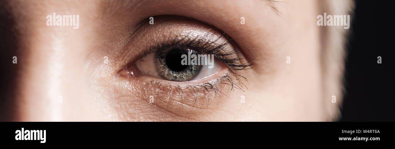 close up view of human grey eye looking at camera, panoramic shot Stock ...