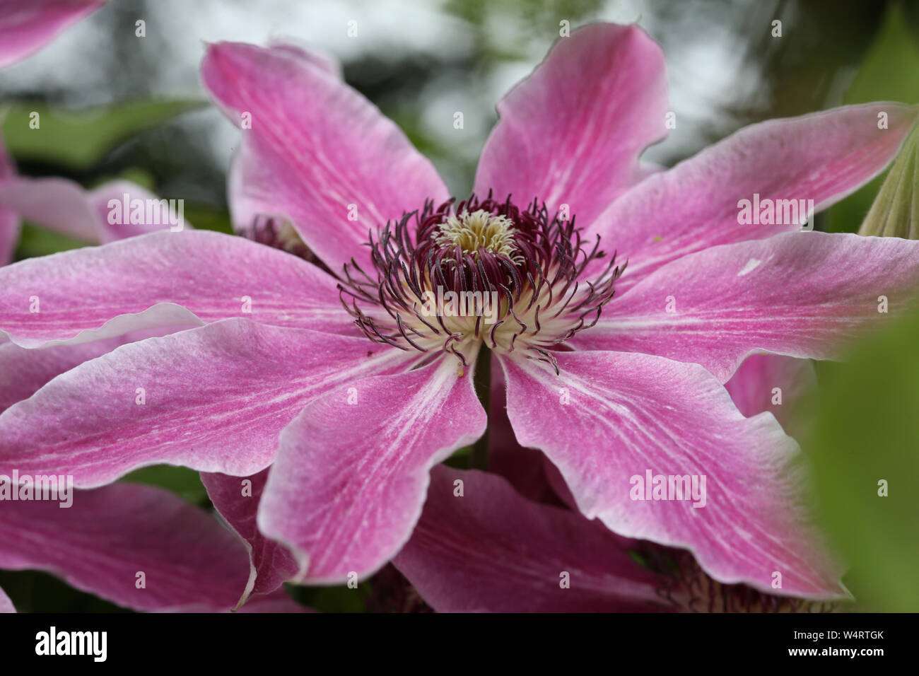 Open flower head of a climbing Clematis Stock Photo - Alamy
