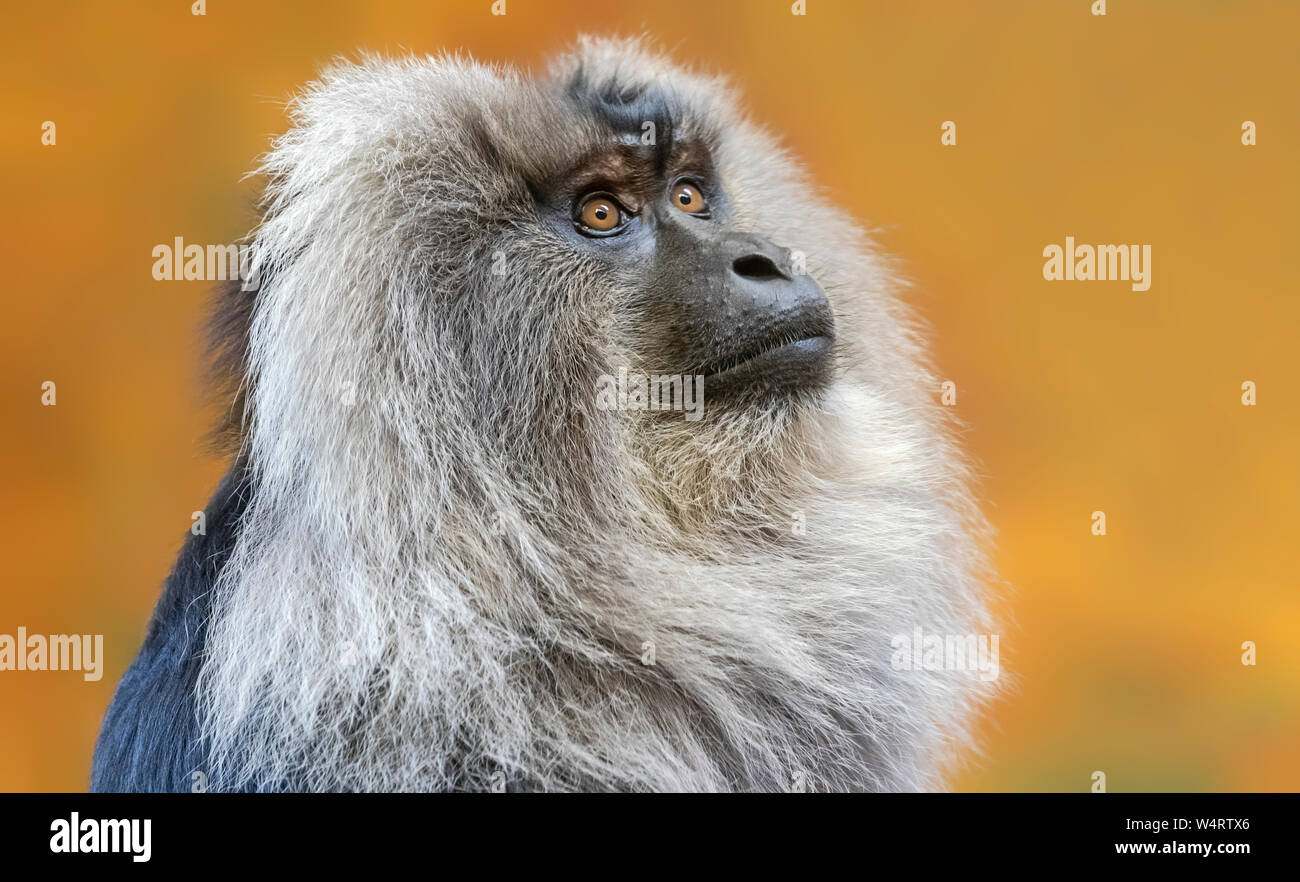 Lion tailed macaque hi-res stock photography and images - Alamy