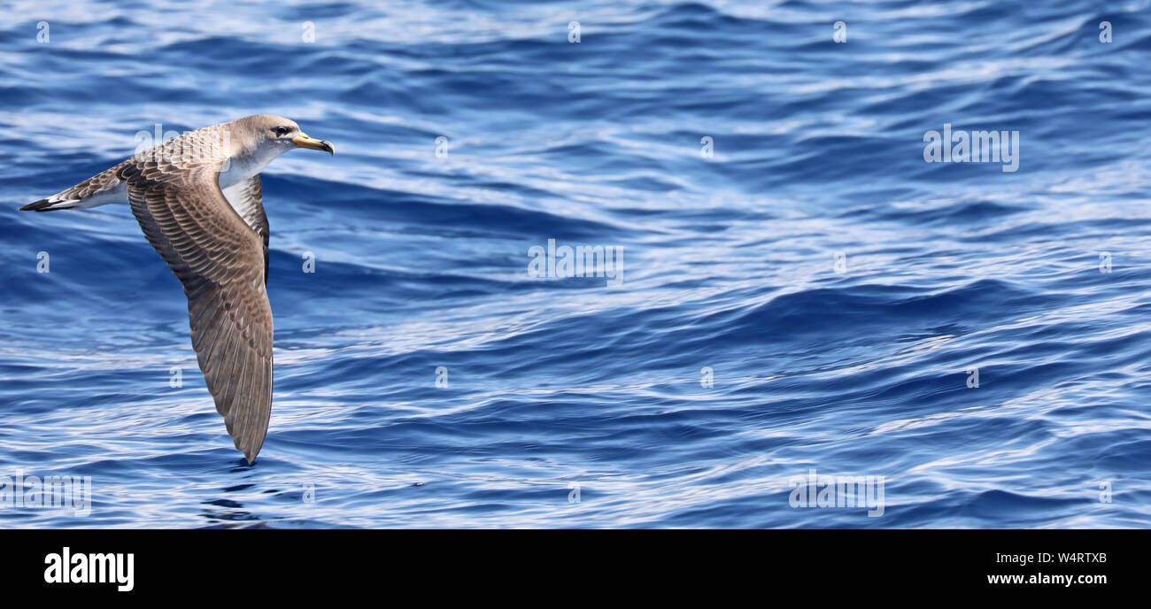 Flying Cory's shearwater (Calonectris diomedea) near Azores island ...