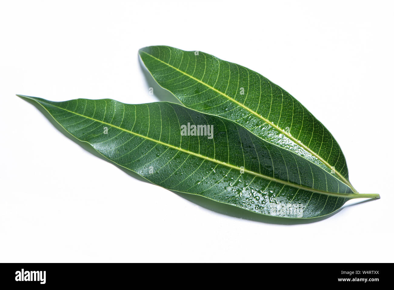 Beautiful green mango leaves isolated on white background with water drops in detail. Clipping ...