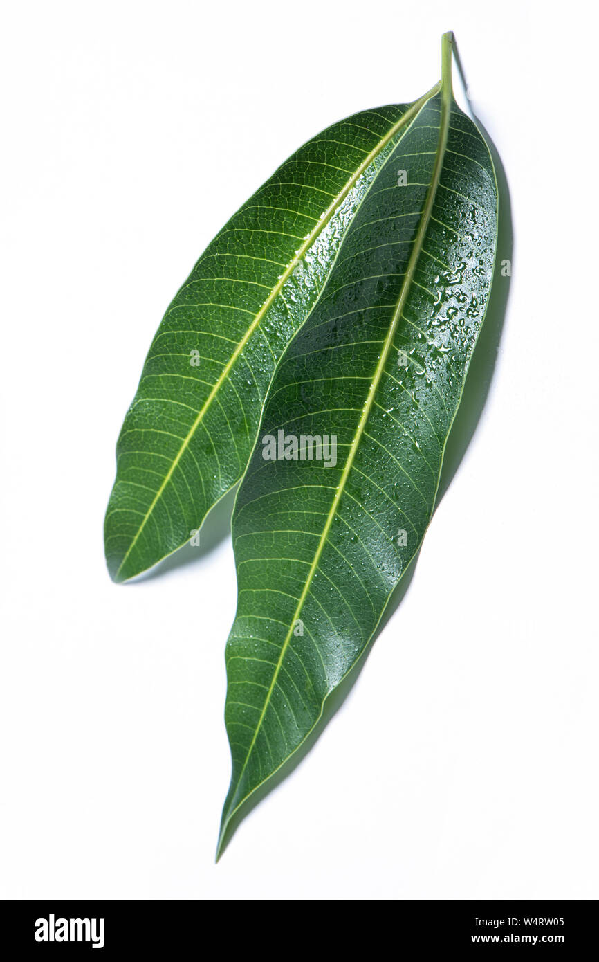 Beautiful green mango leaves isolated on white background with water drops in detail. Clipping ...