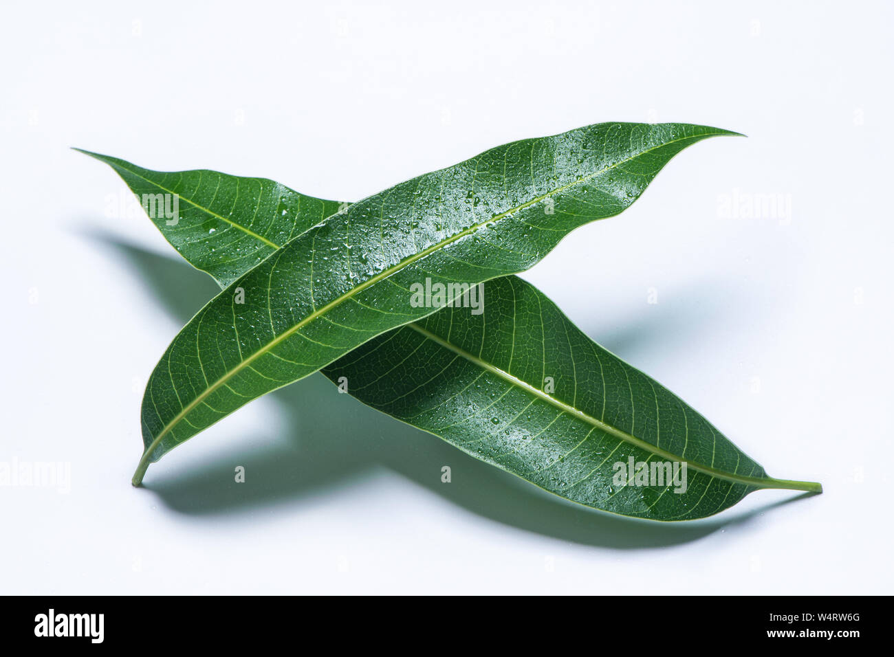 Beautiful green mango leaves isolated on white background with water ...