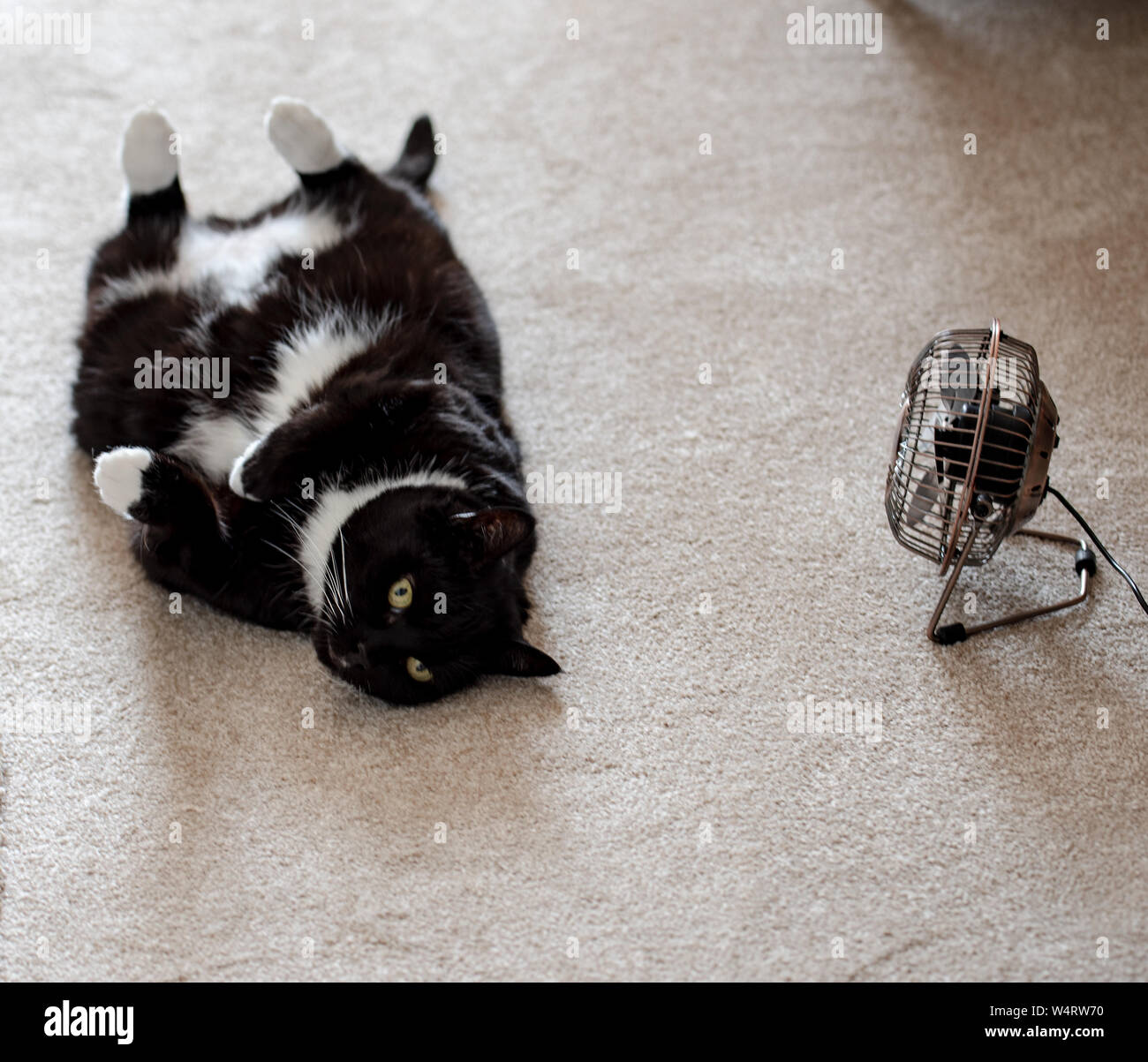 Animal cool down hi-res stock photography and images - Alamy