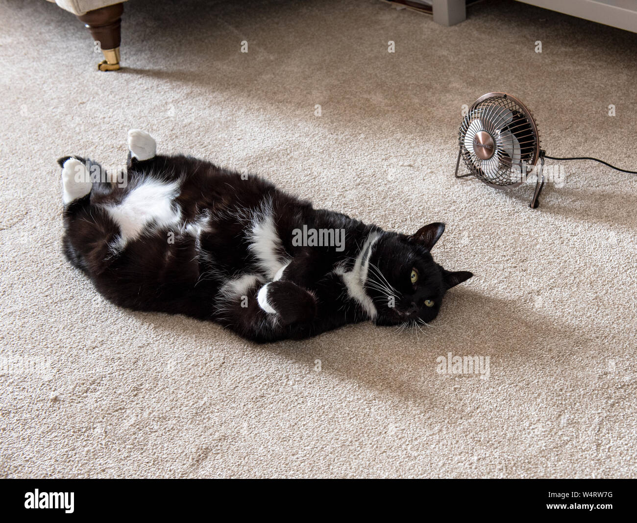 Home cats cooling off hi-res stock photography and images - Alamy