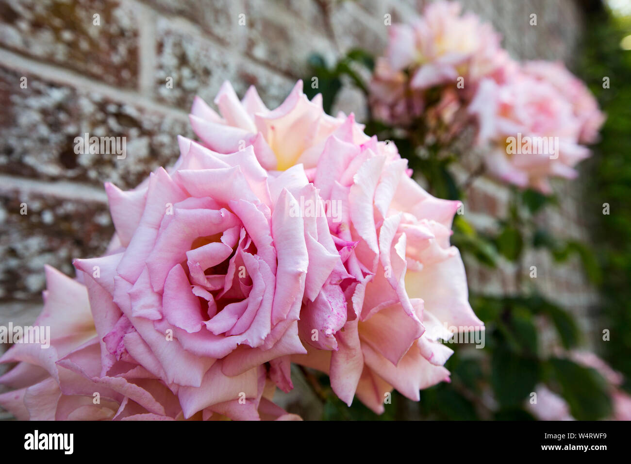 A pink rose in Holehird Gardens, Windermere, Cumbria, UK Stock Photo ...