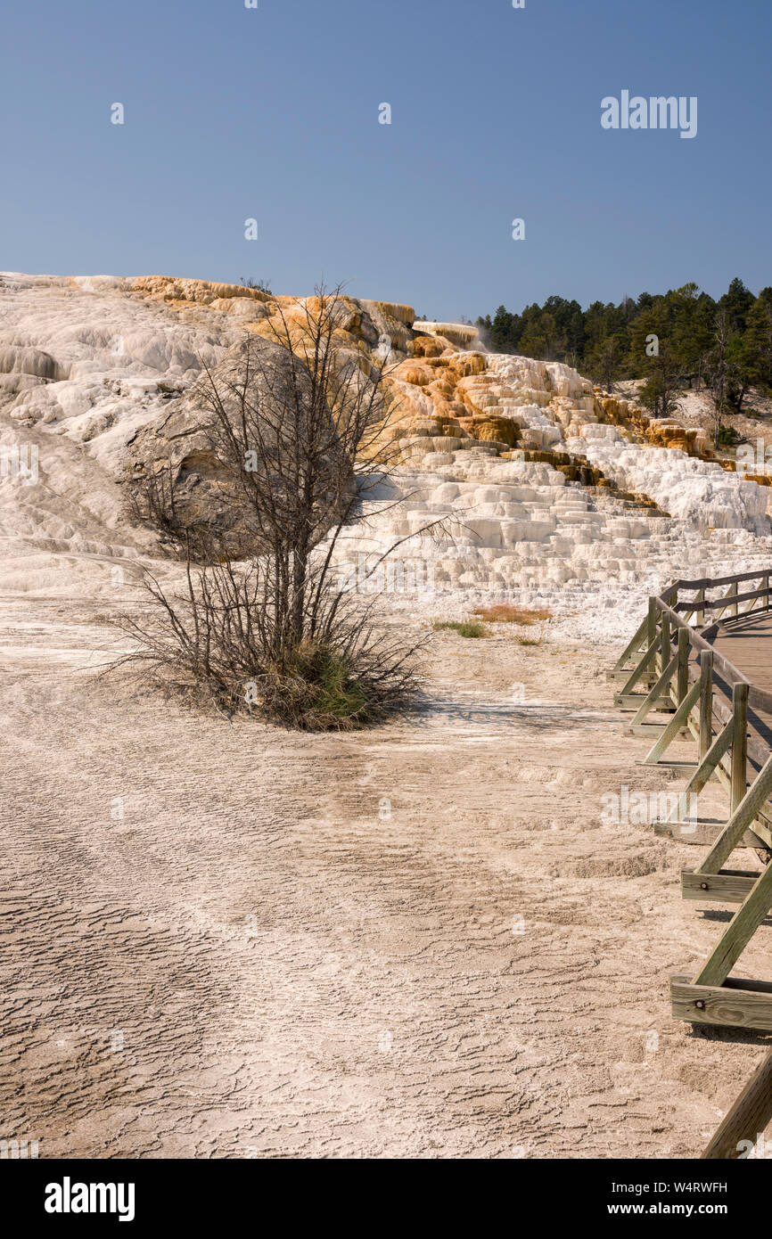 thermal springs and limestone formations at mammoth hot springs in ...