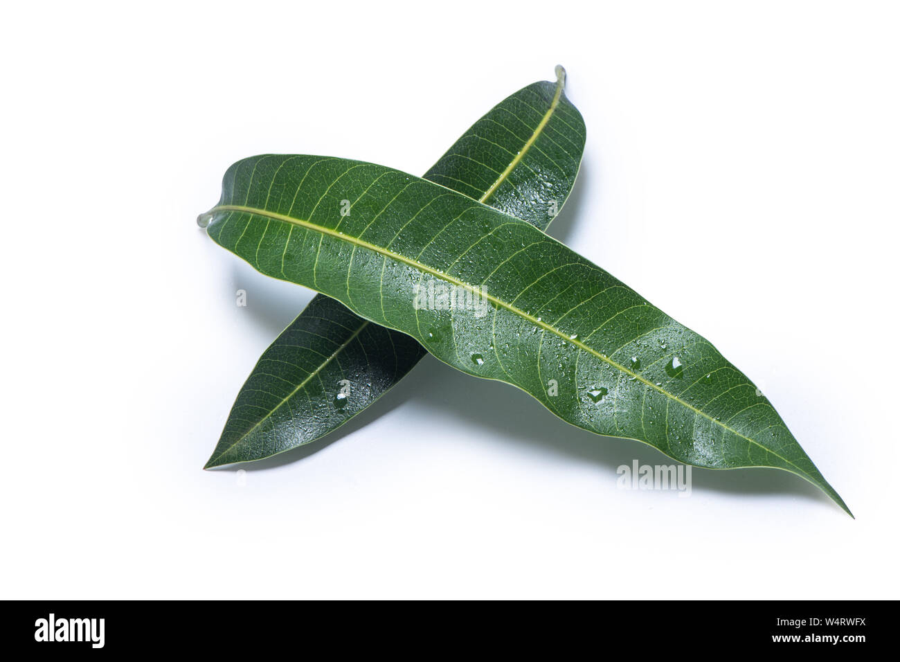 Beautiful green mango leaves isolated on white background with water ...