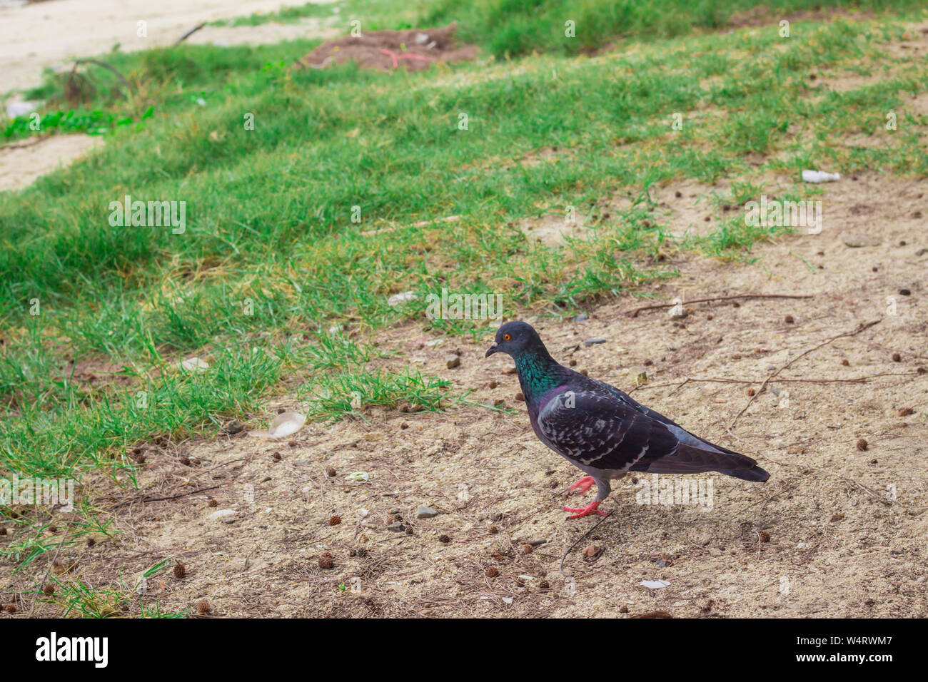 Mandible claw hi-res stock photography and images - Alamy