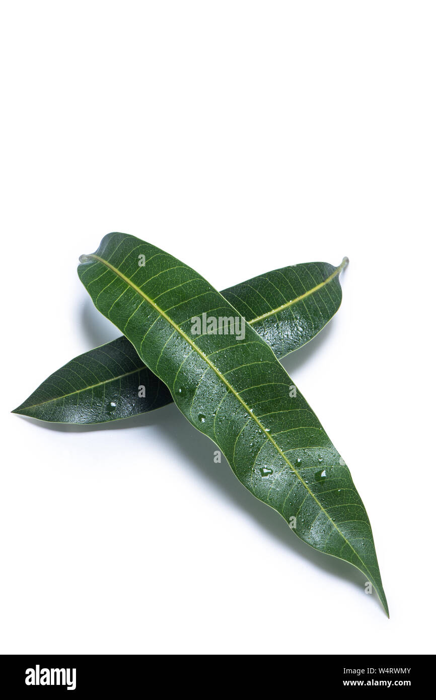 Beautiful green mango leaves isolated on white background with water ...