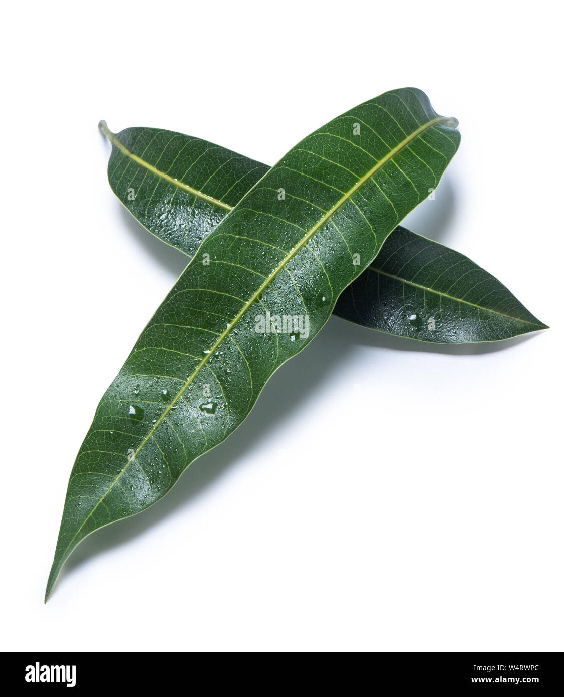 Beautiful green mango leaves isolated on white background with water ...