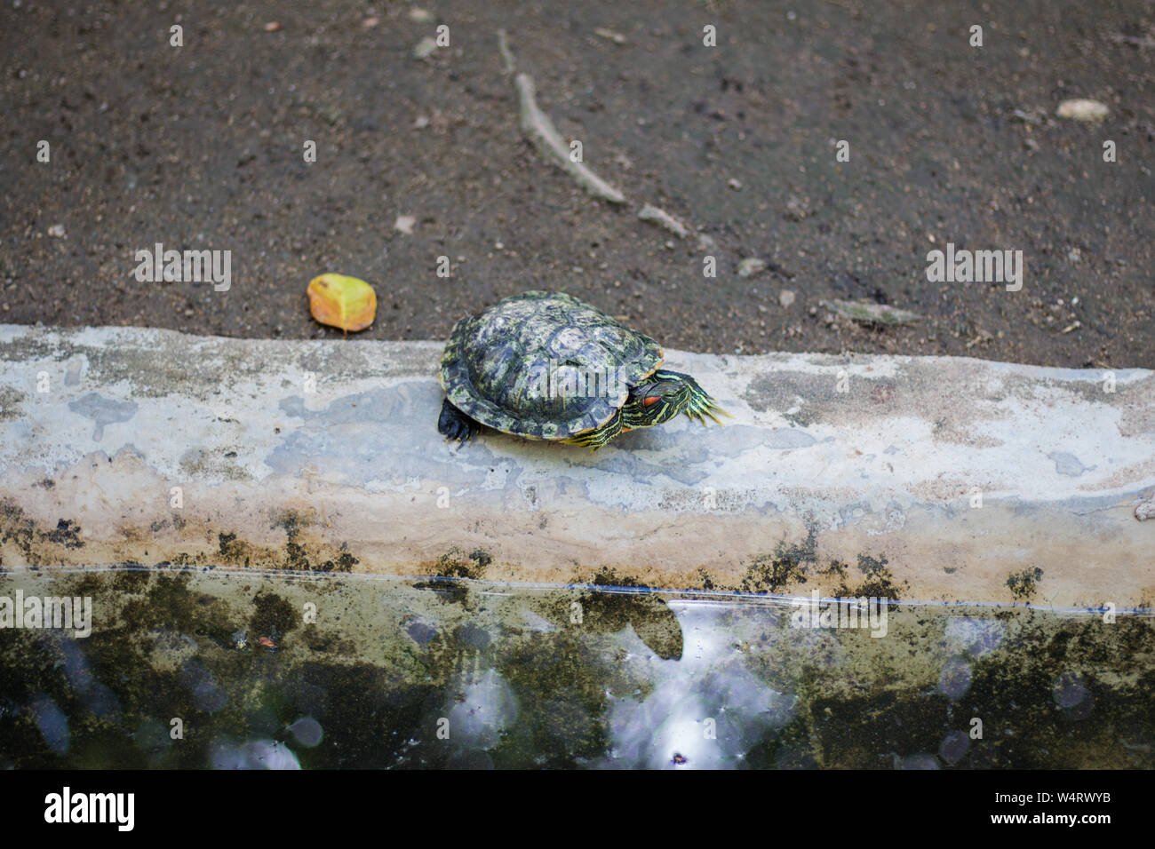 Turtle lying on the edge of the pool is small Stock Photo - Alamy