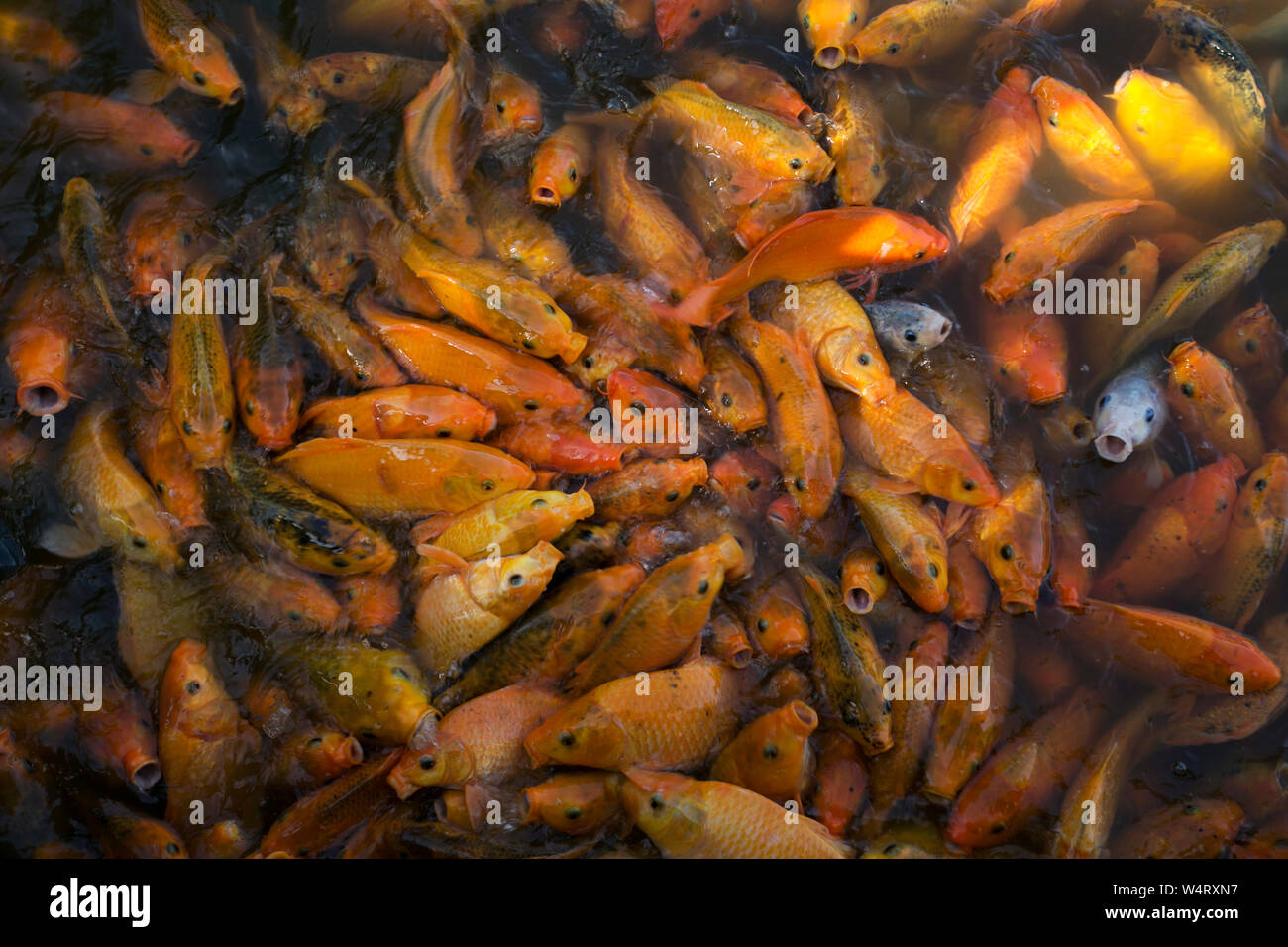 Overhead view of goldfish feeding, Indonesia Stock Photo - Alamy