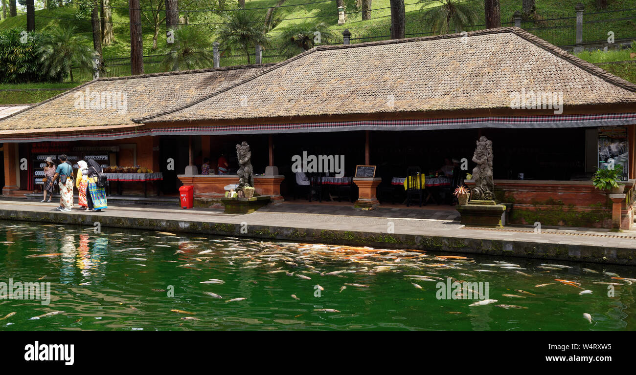 Koi carp i large pool at Pura Tirta Empul, The Holy Spring Temple, Ubud ...