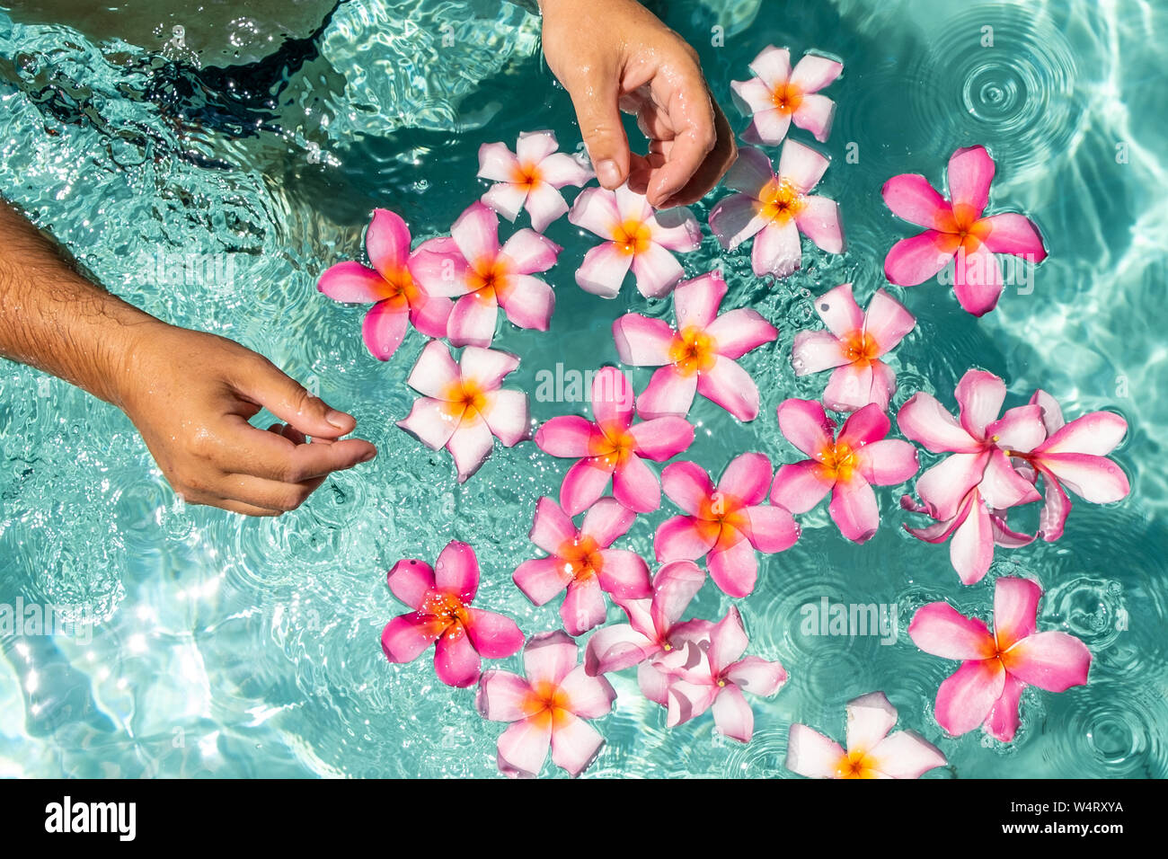 hands over the pool with flowers. Tropical flowers frangipani plumeria ...