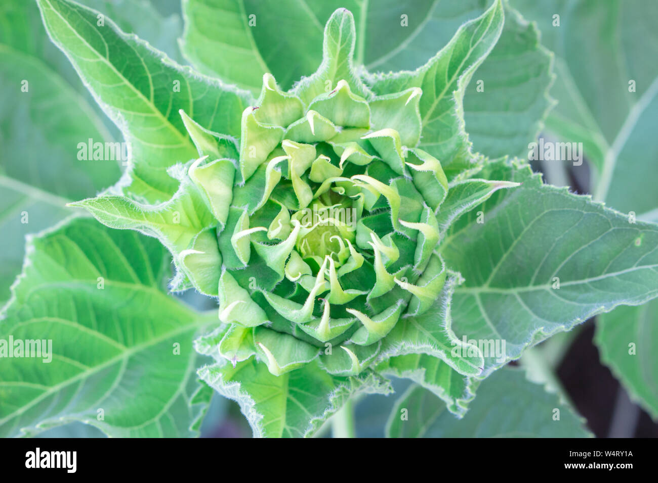 Squid on the grill with a flame Stock Photo - Alamy